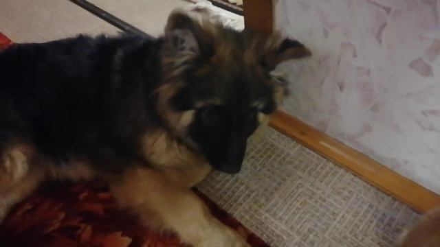 Счастливое детство лучшей собаки в мире!