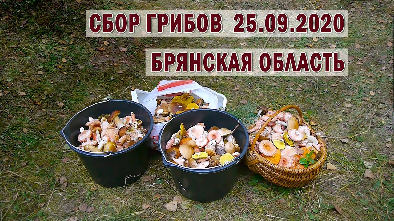 Сбор грибов 25 09 2020.mp4