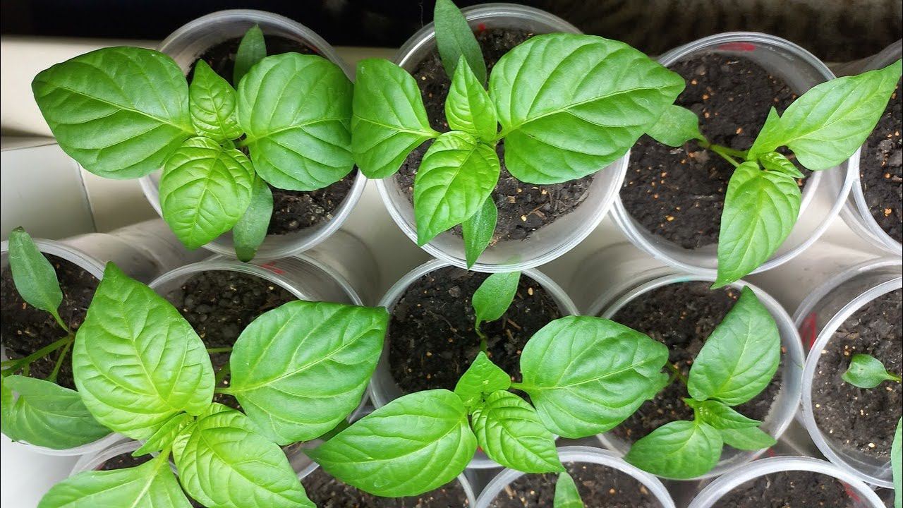 ВСХОЖЕСТЬ СЕМЯН СЛАДКОГО ПЕРЦА РАЗНЫХ ПРОИЗВОДИТЕЛЕЙ . ЧЕРНЫЙ  СПИСОК !!!