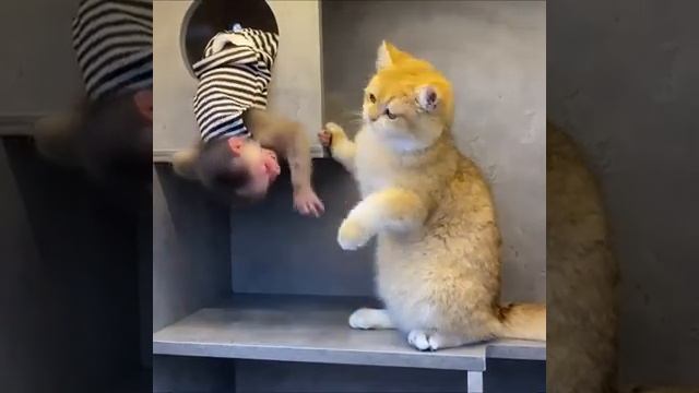 Звёзды ютуба.