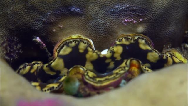 Яд. Достижение эволюции