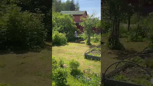 Демид пересаживает куст на даче