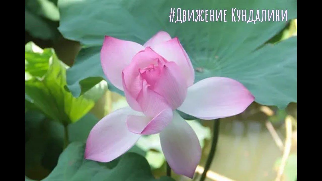Курс "Движение Кундалини" Первое занятие