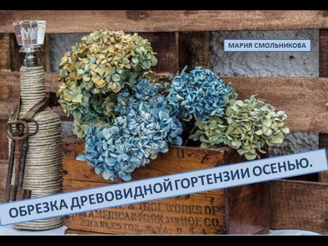 Обрезка древовидной гортензии осенью .