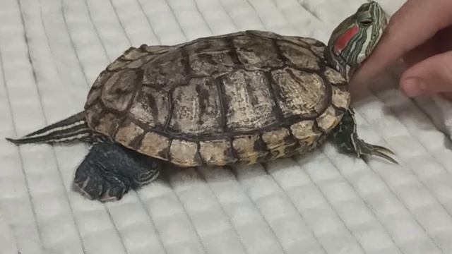 Черепашка Пашка. Пашке нравится когда его чешут.mp4