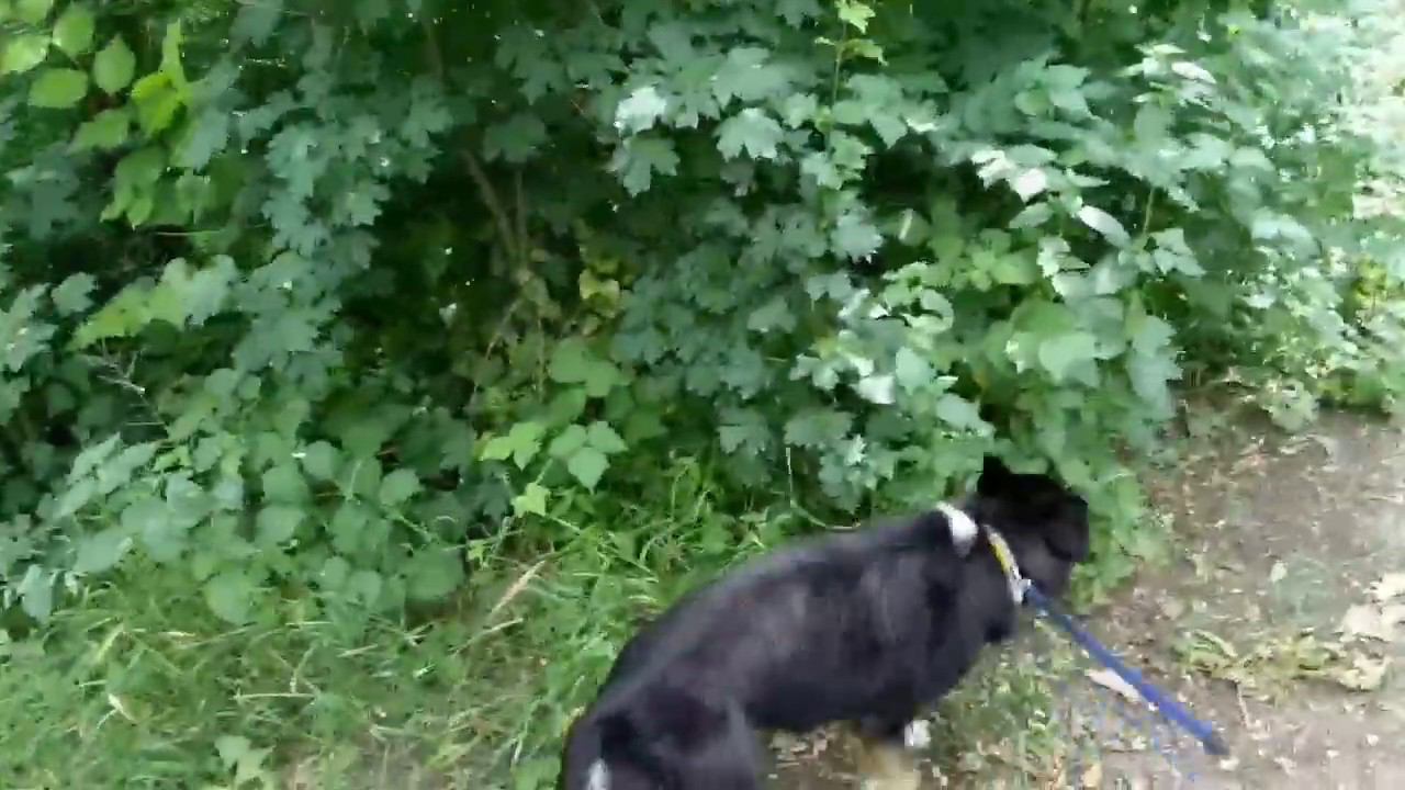 Дина охотится на бабочек. 17.06.2020