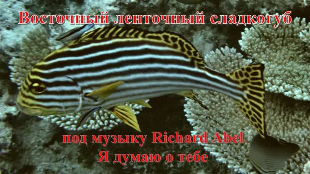 6 Восточный ленточный сладкогуб HD