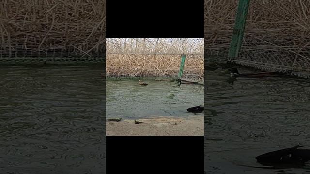 Парк птиц,утки  (г.Курчатов)