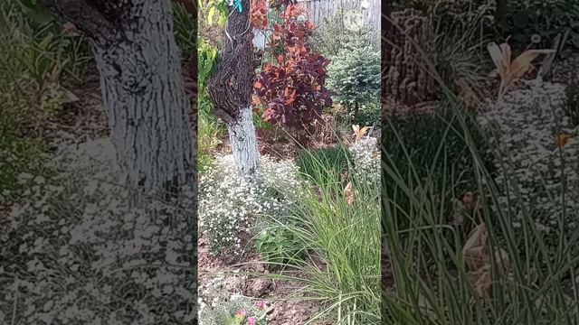 Цветочная нирвана.#Shorts