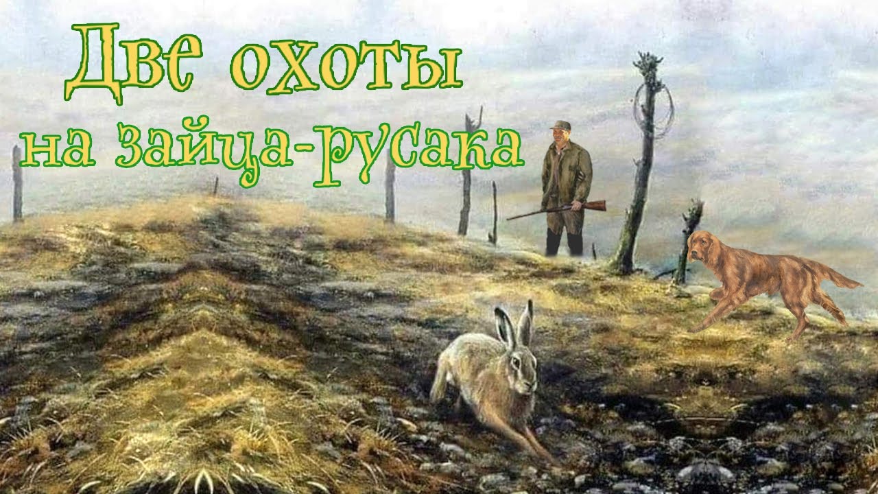 Охота на зайца. Зайцы бегали как леопарды.
