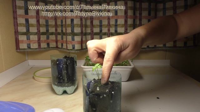 Сельдерей ОТ и ДО, ПОСЕВ, ВЫСАДКА, РЕЗУЛЬТАТ с ТатьянойПивкиной