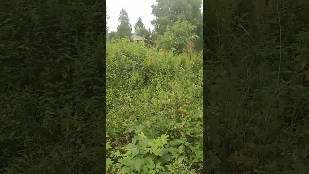 Борщевик и наши достопочтенные граждане.