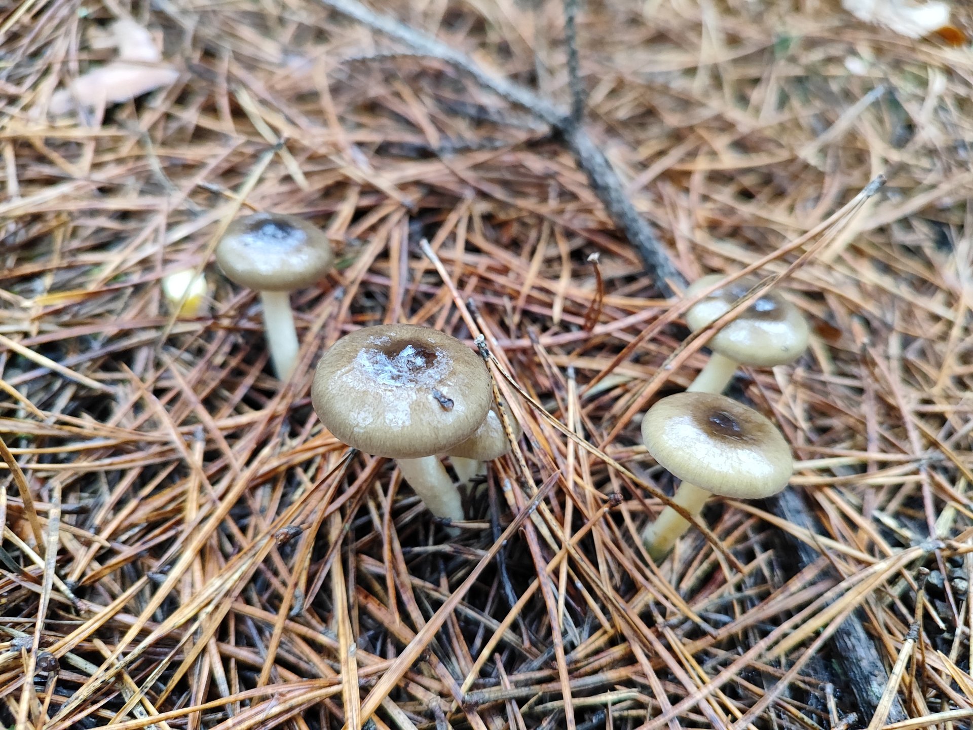 Сбор гигрофоров