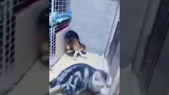 Кошачий беспредел или пёс переигрывает