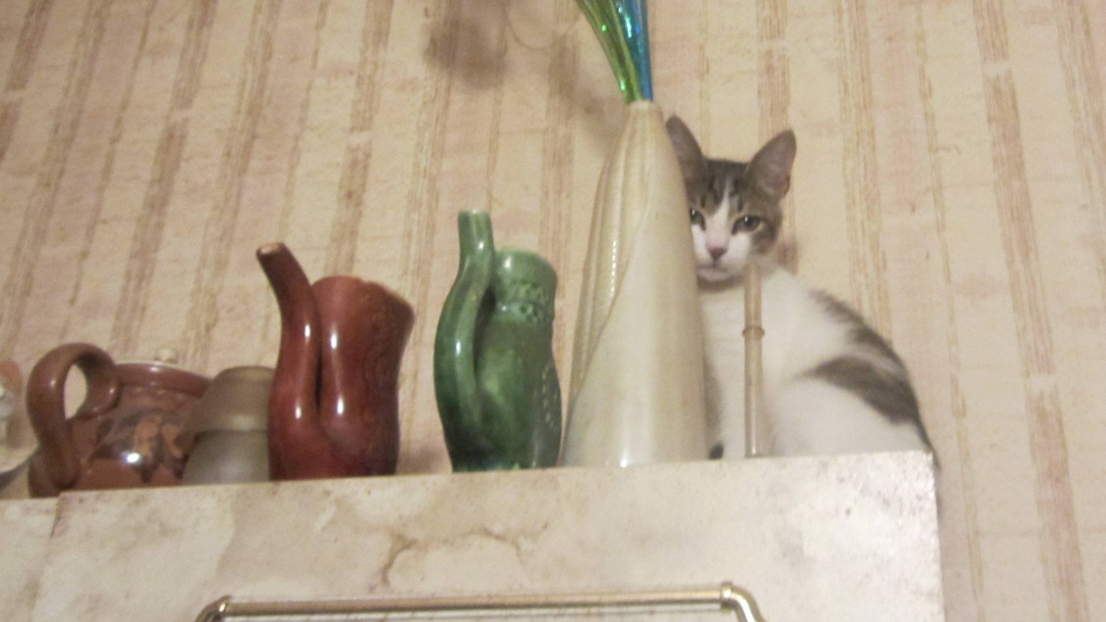 #котик И с высоты мы шлем привет...
