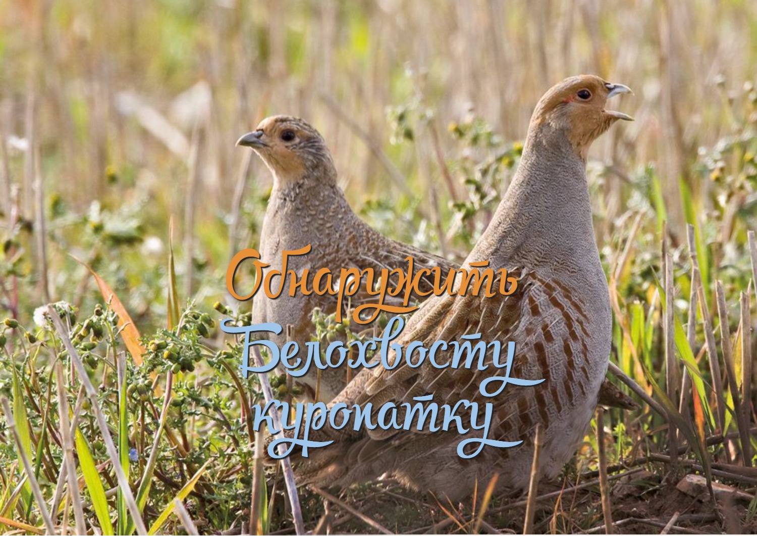 (обнаружить Белохвостую куропатку)