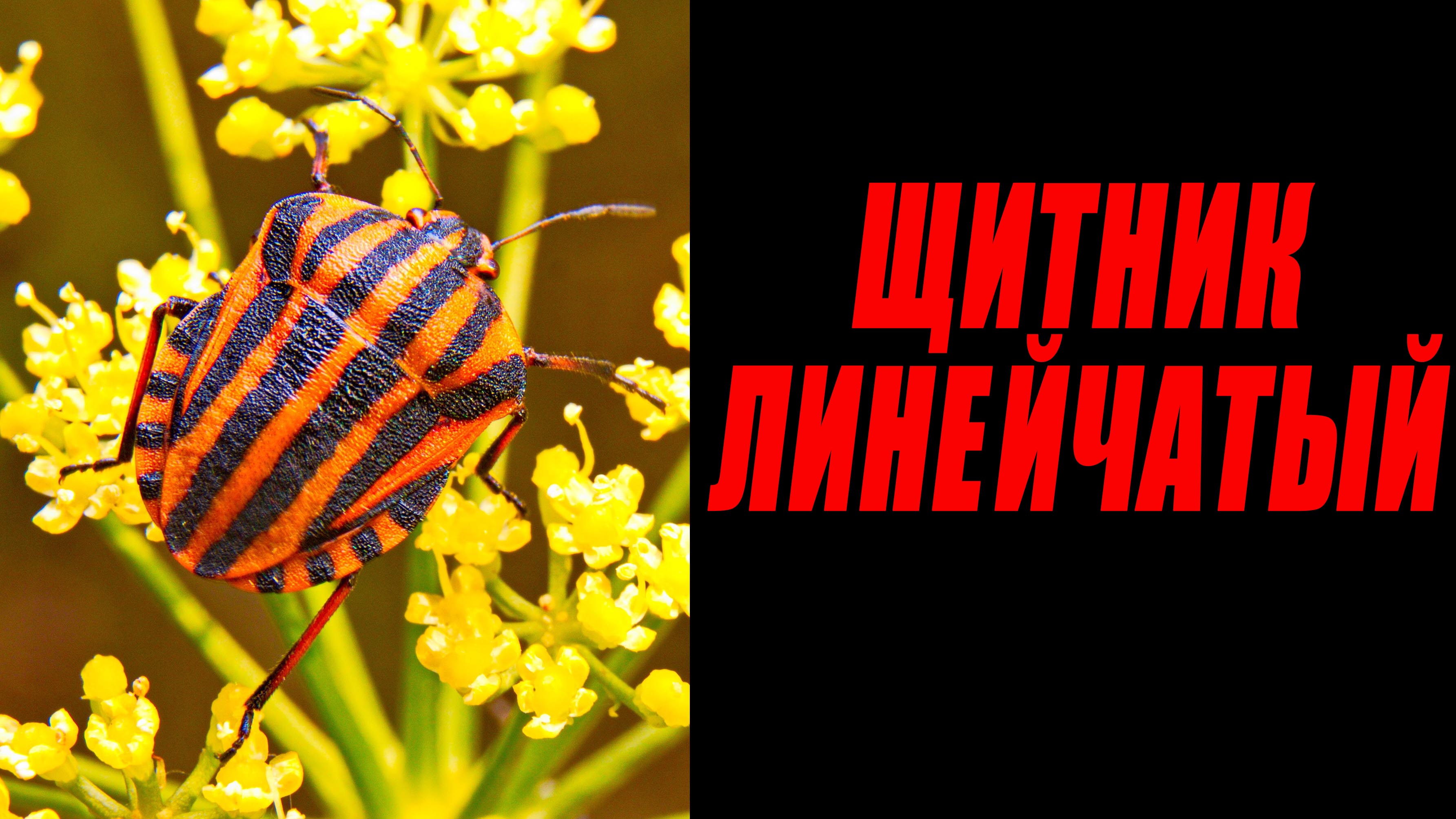 ГВАРДЕЕЦ ВАТИКАНА В ТВОЁМ САДУ/ ЩИТНИК ЛИНЕЙЧАТЫЙ / МИЛЛИМЕТРОВАЯ ВСЕЛЕННАЯ