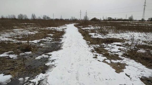 Собаки 26.03.22г.