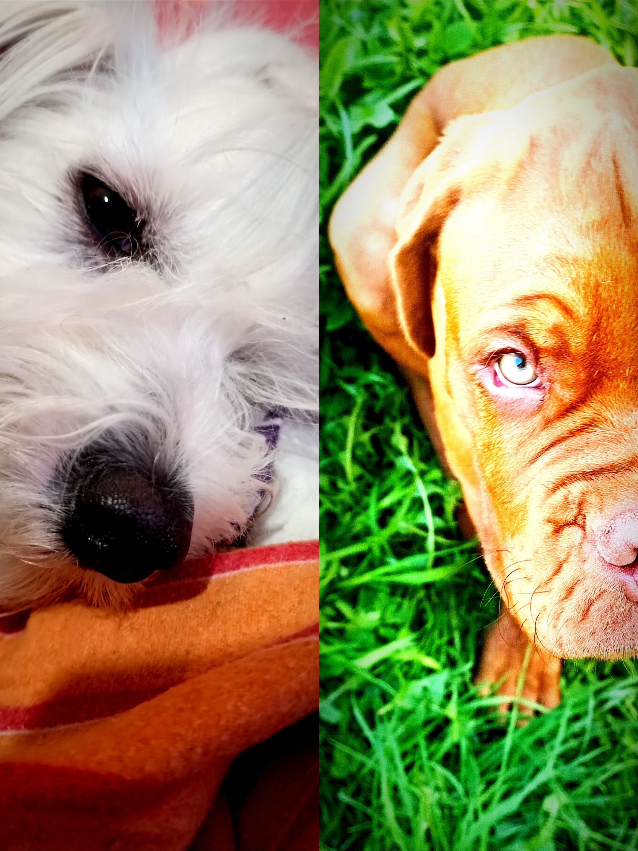 ОЛАФ И КОТОНЫ🩵❤️💜