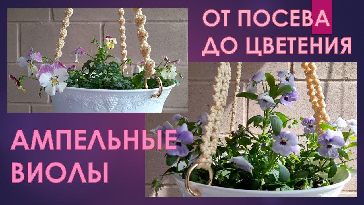 Ампельные виолы. От посева до цветения