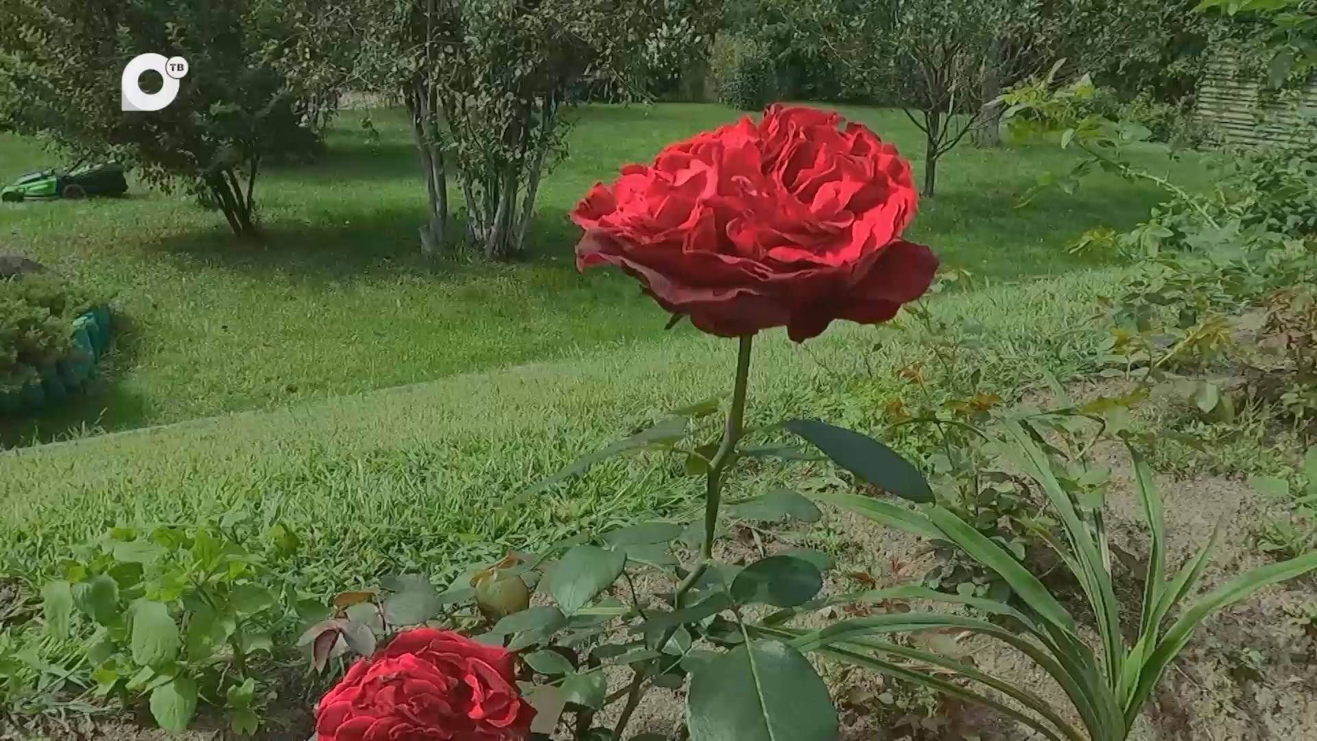 Дачный десант / Розы / 01.09.24