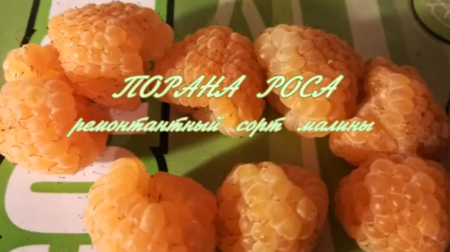 ПОРАНА РОСА   урожайность.