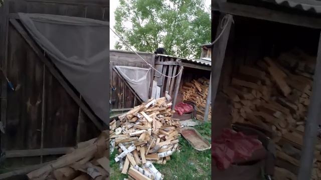 белый кот пытаеца залезть на крышу 2