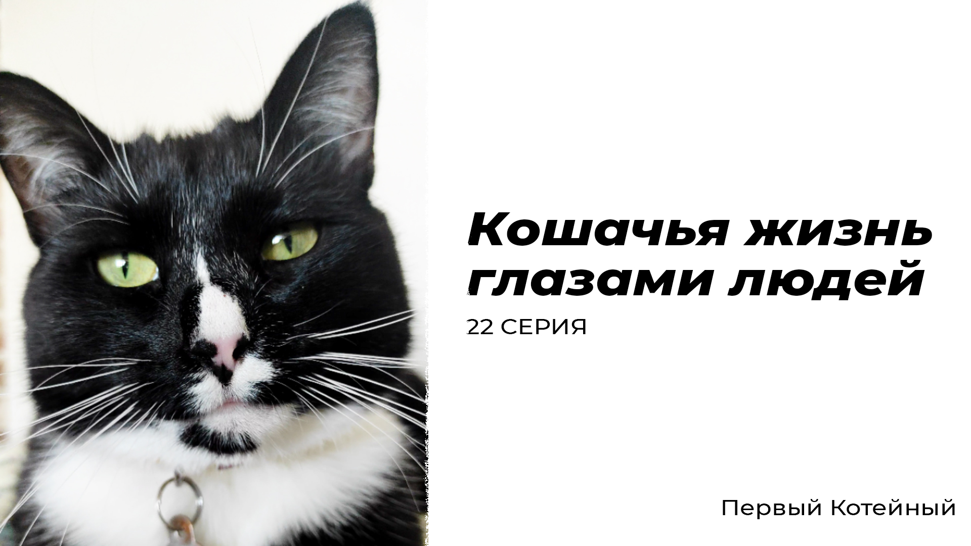 Кошачья жизнь глазами людей — 22 СЕРИЯ