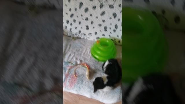 Тишина в Мурляндии .mp4