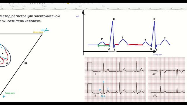 ЭКГ норм. физиология