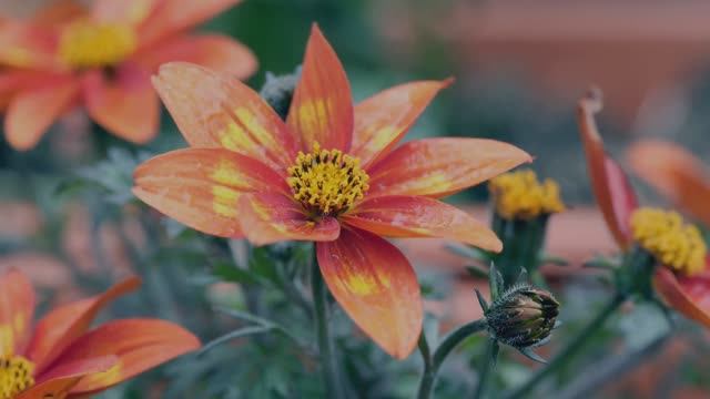 Premiere Pro: Цветной объект на черно-белом фоне