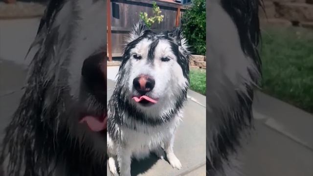 Смешные котики и собачки купаются