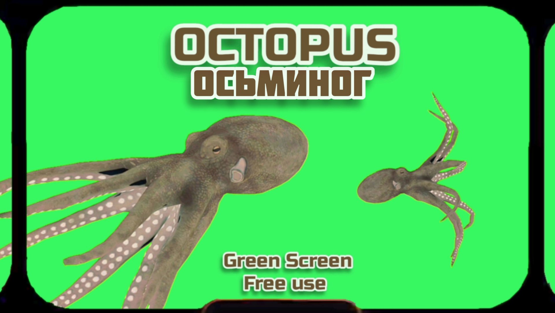 ОСЬМИНОГ видео Green Screen футаж. ХРОМАКЕЙ АНИМАЦИЯ на зелёном фоне.