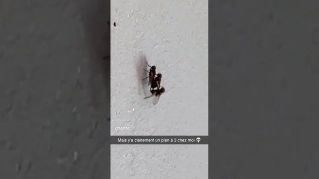 ТРОЙНИЧЕК???