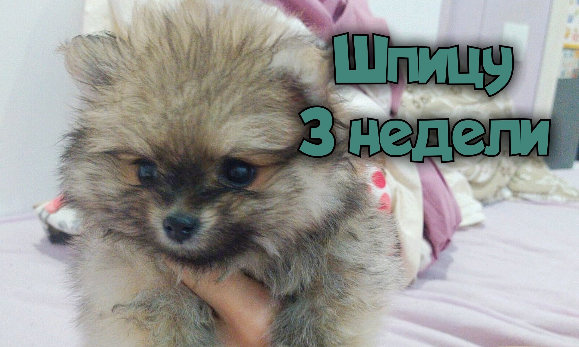 Померанский шпиц. 2-3 недели примерно.