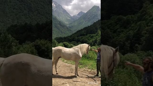 Смешные животные