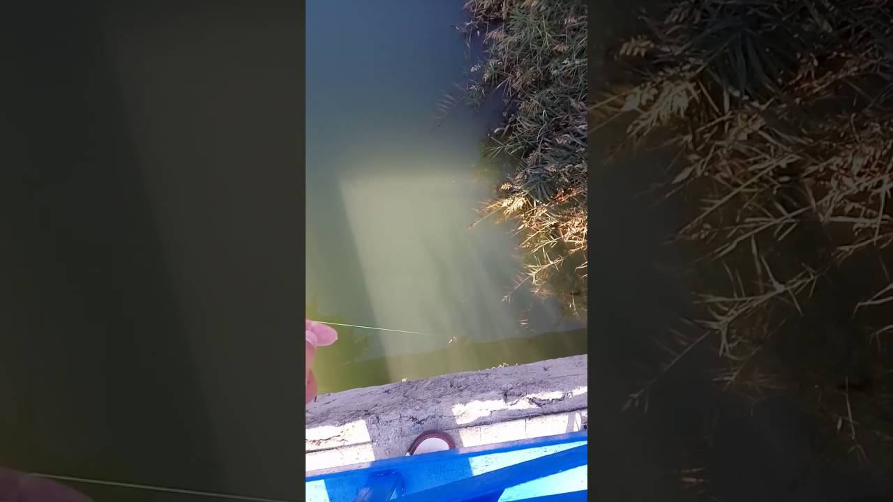 Поймал голубого краба в Турции.