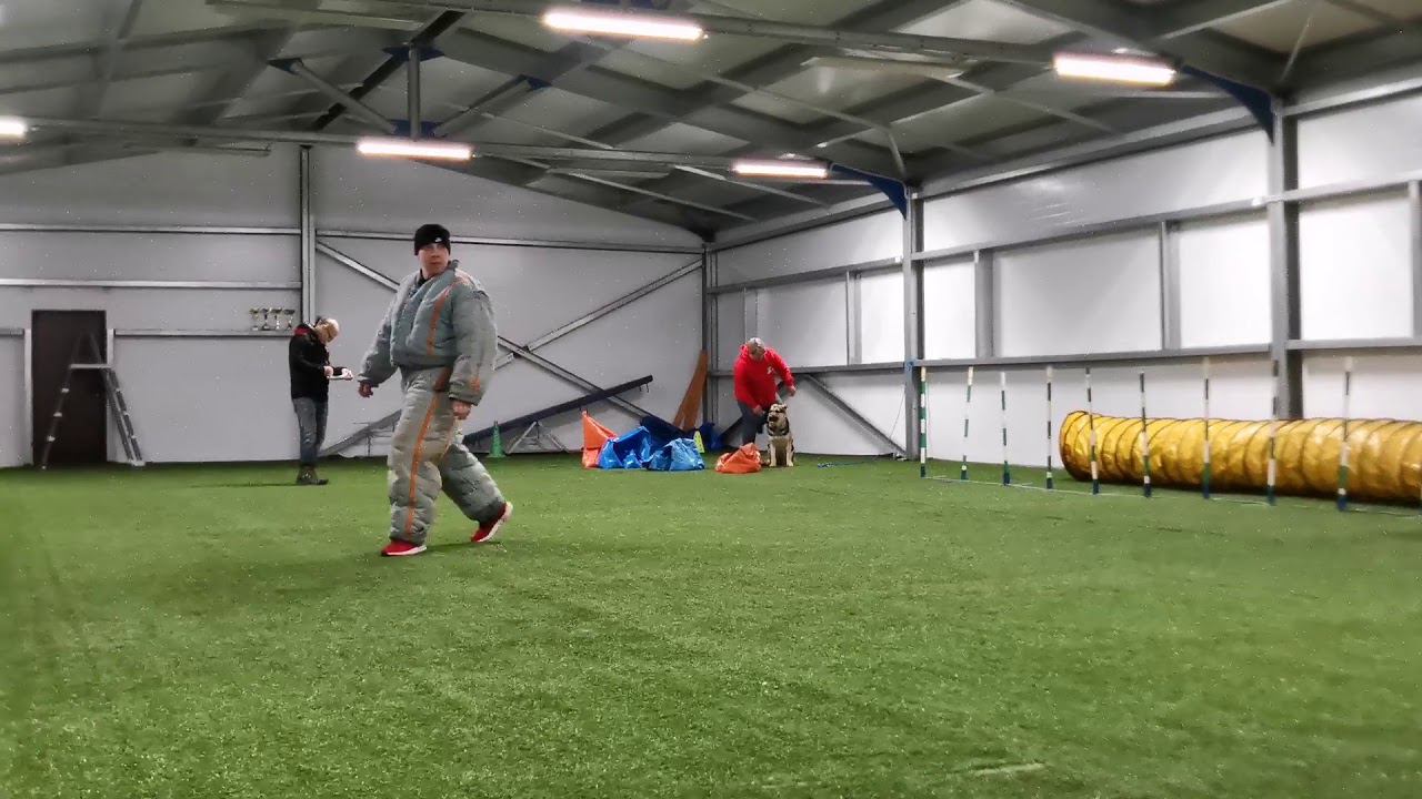 Фрагмент испытания АПС-1 ВЕО "КЭНДИ" АТТЕСТАЦИЯ ПРИКЛАДНЫХ СОБАК