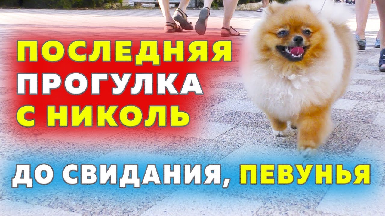 Последняя прогулка со шпицем Николь. Севастополь 2021. Крым. Парк Победы. Городской пляж