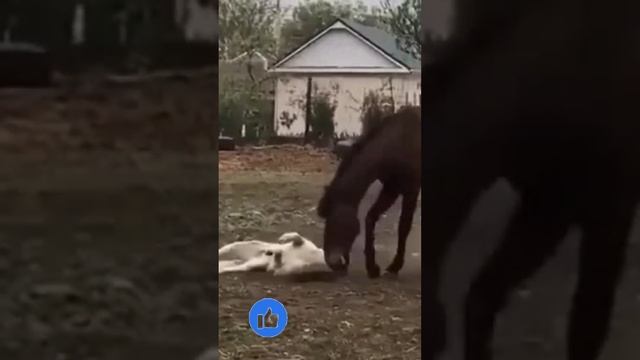 Смешные животные | Давай играться#shorts