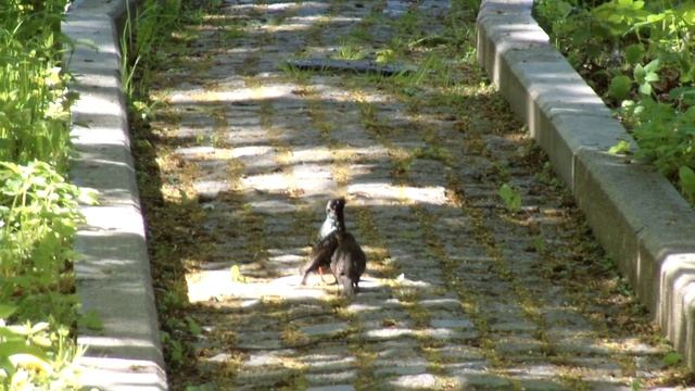 Скворец кормит птенца куском чипса