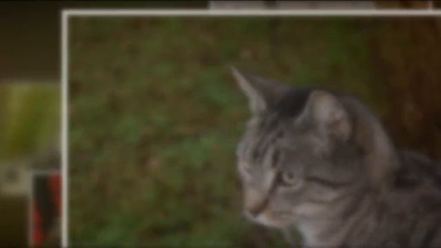 Заведу себе кота