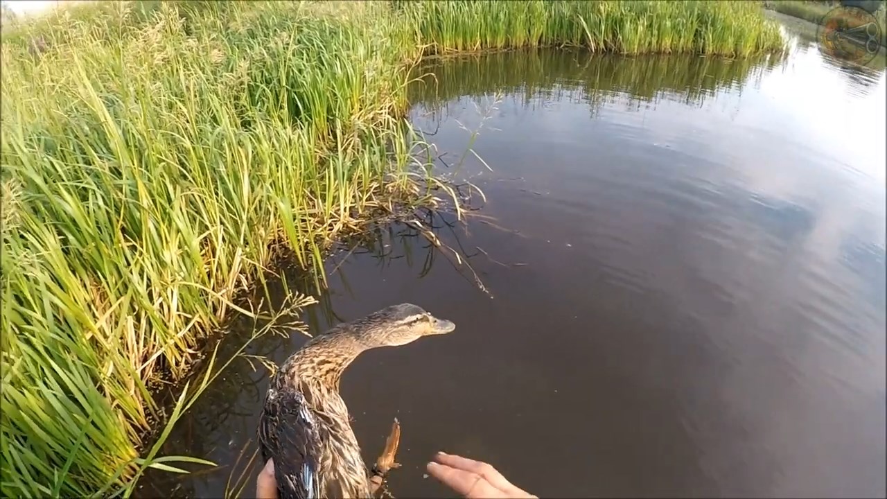 Осенняя выбраковка подсадных уток. День первый (Будни охотника и рыбака)