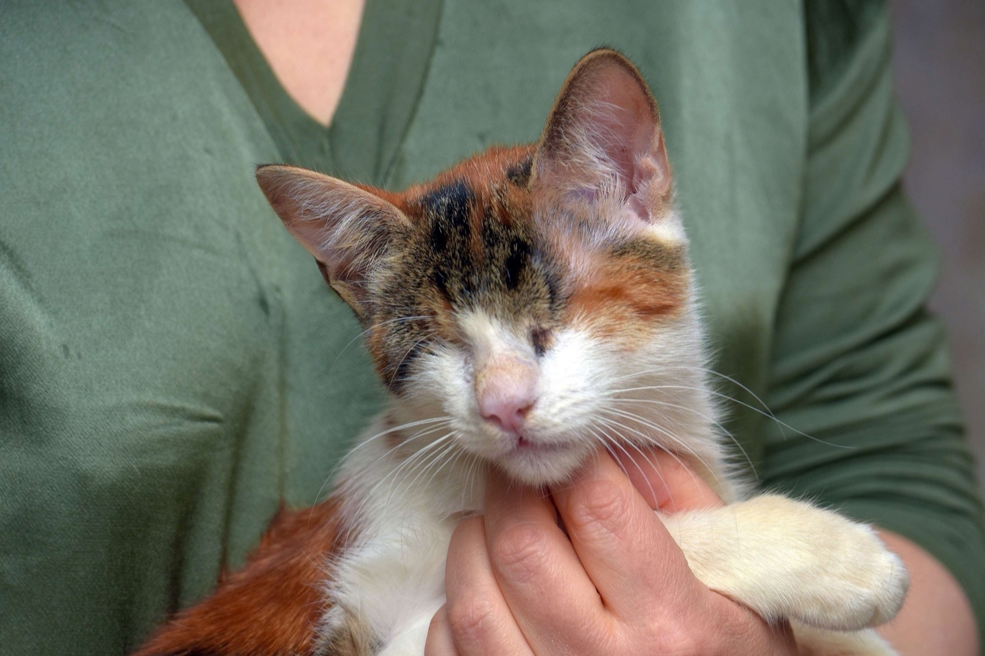 СЛЕПЫЕ КОШКИ это ПРИГОВОР? #образовательная_рубрика