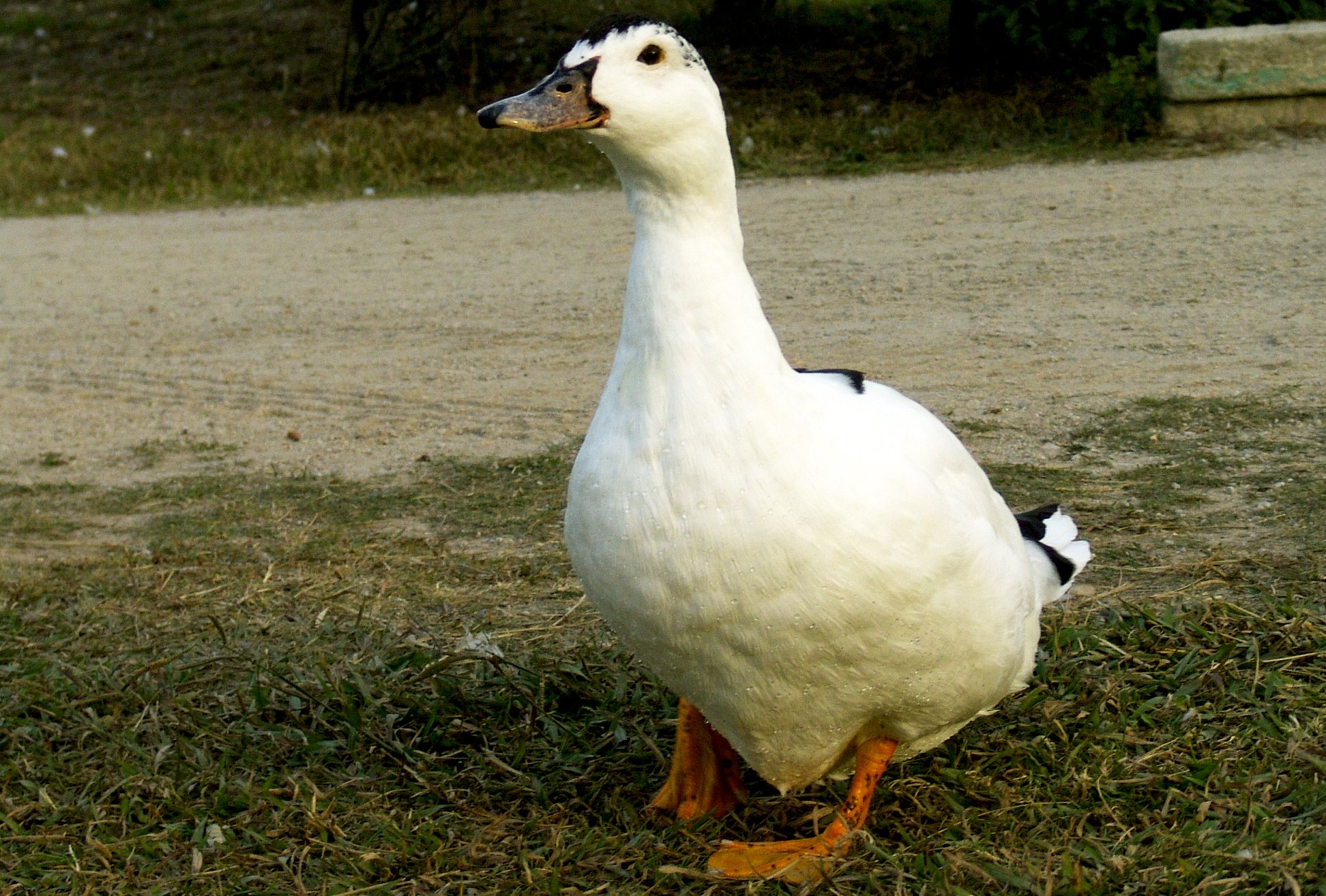 Утки Муларды в первый раз. Выгодно или нет ? (Часть 3).