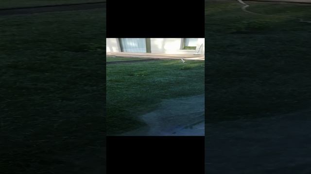 Укладка рулонного газона. 89831301614 Пётр Новосибирск