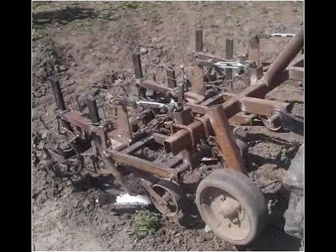 Ежи на картофельном поле