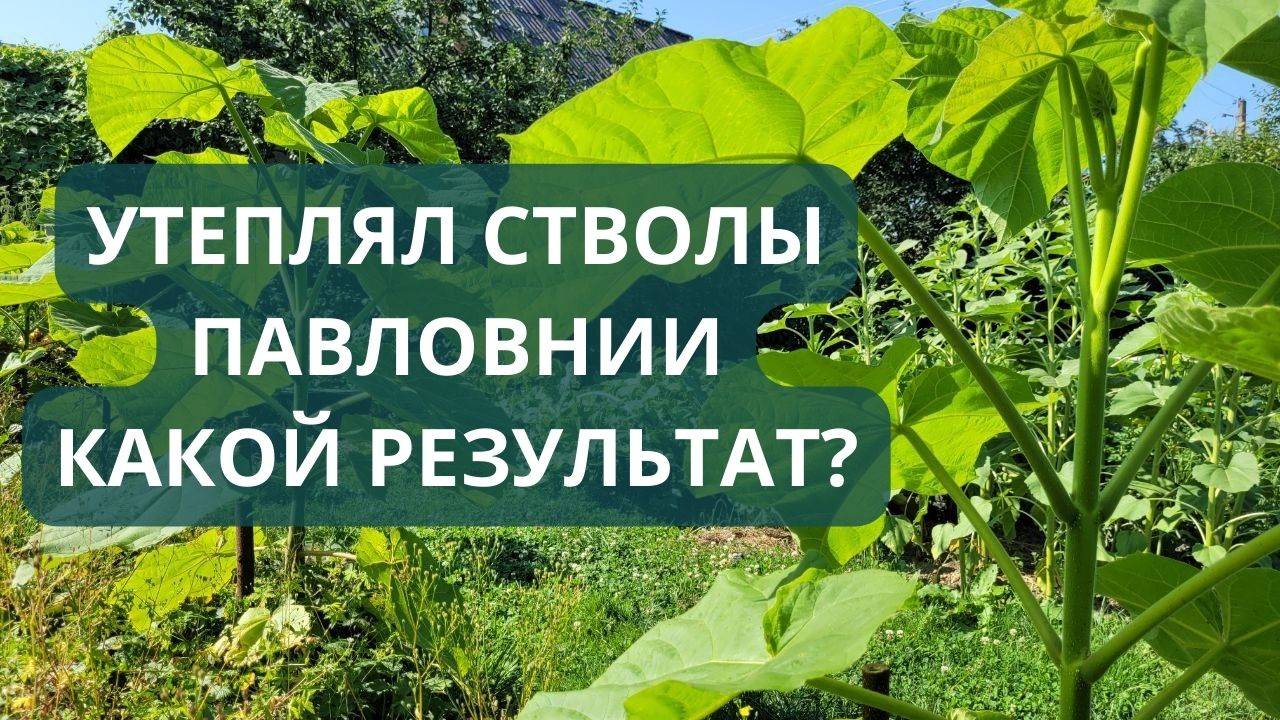 Павловния утепление стволов