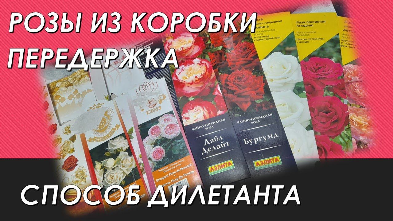 Розы из коробки. Передержка. Способ дилетанта