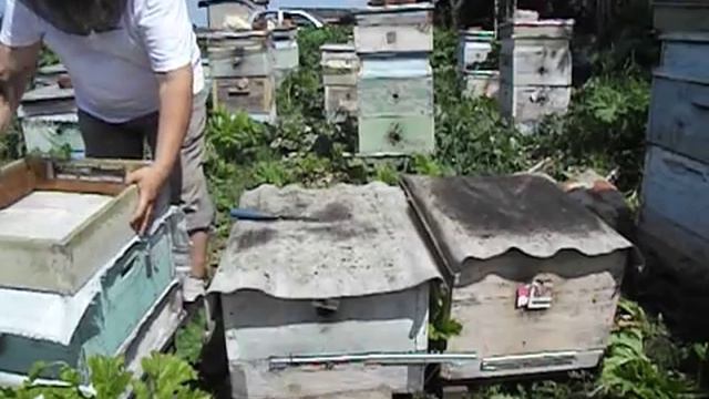 подстановка корпуса в разрез вывело семью пчел из роевого состояния, были роевые миски с личинками